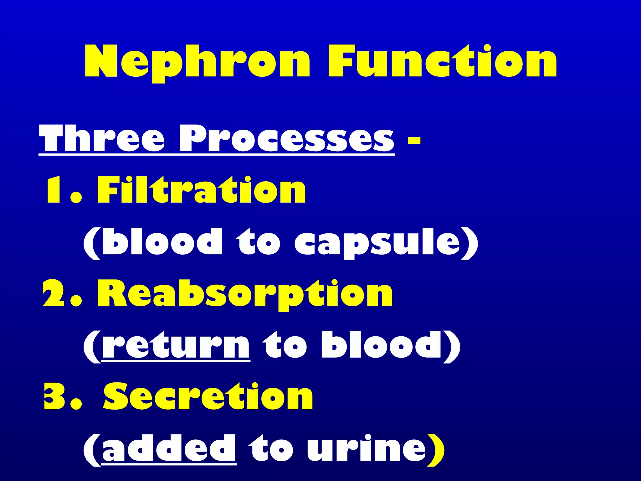 Nephron anatomy | PPT