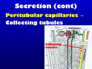Peritubular Capillaries Model