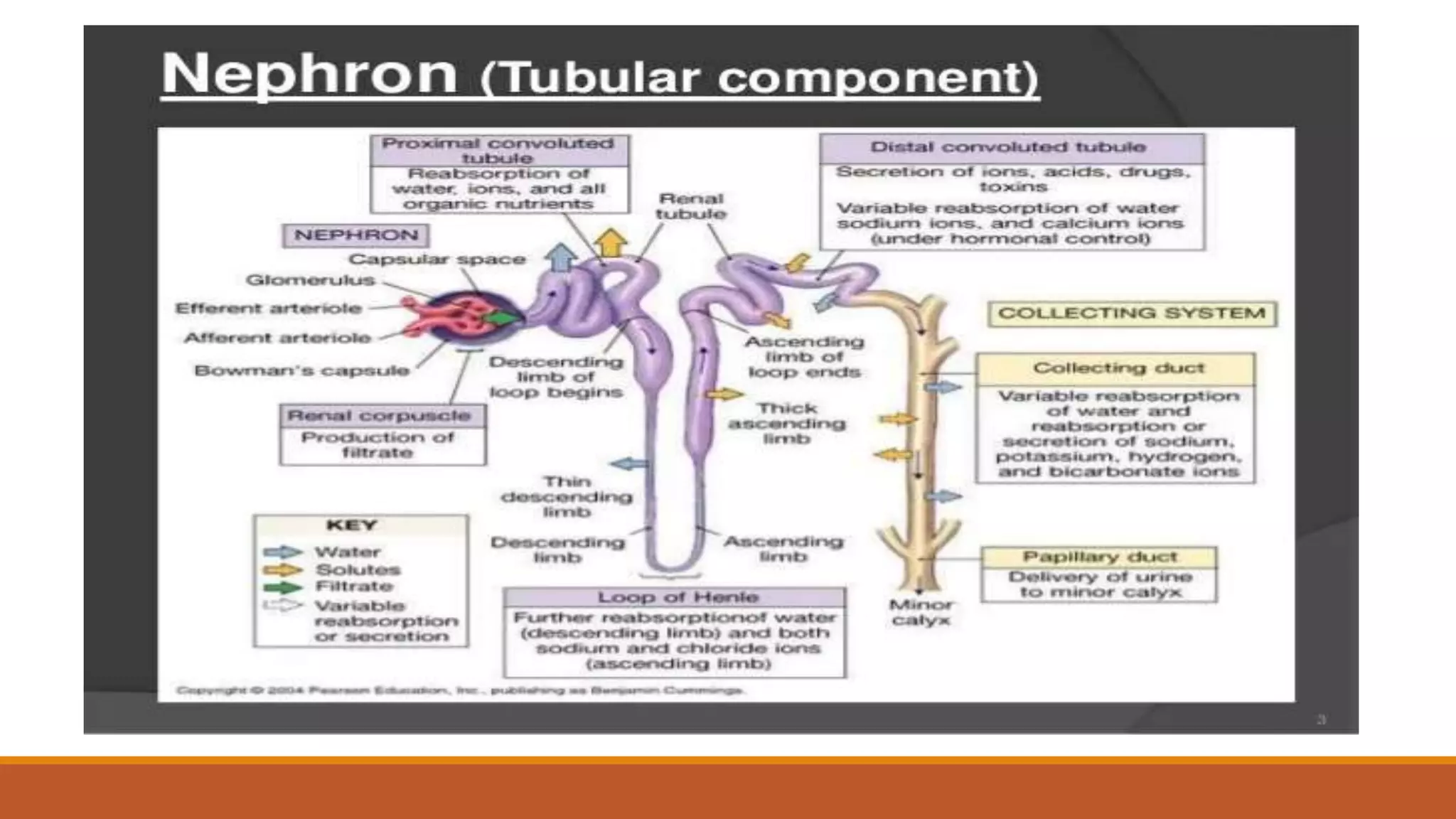 NEPHRON AND ITS FUNCTIONS.pptx