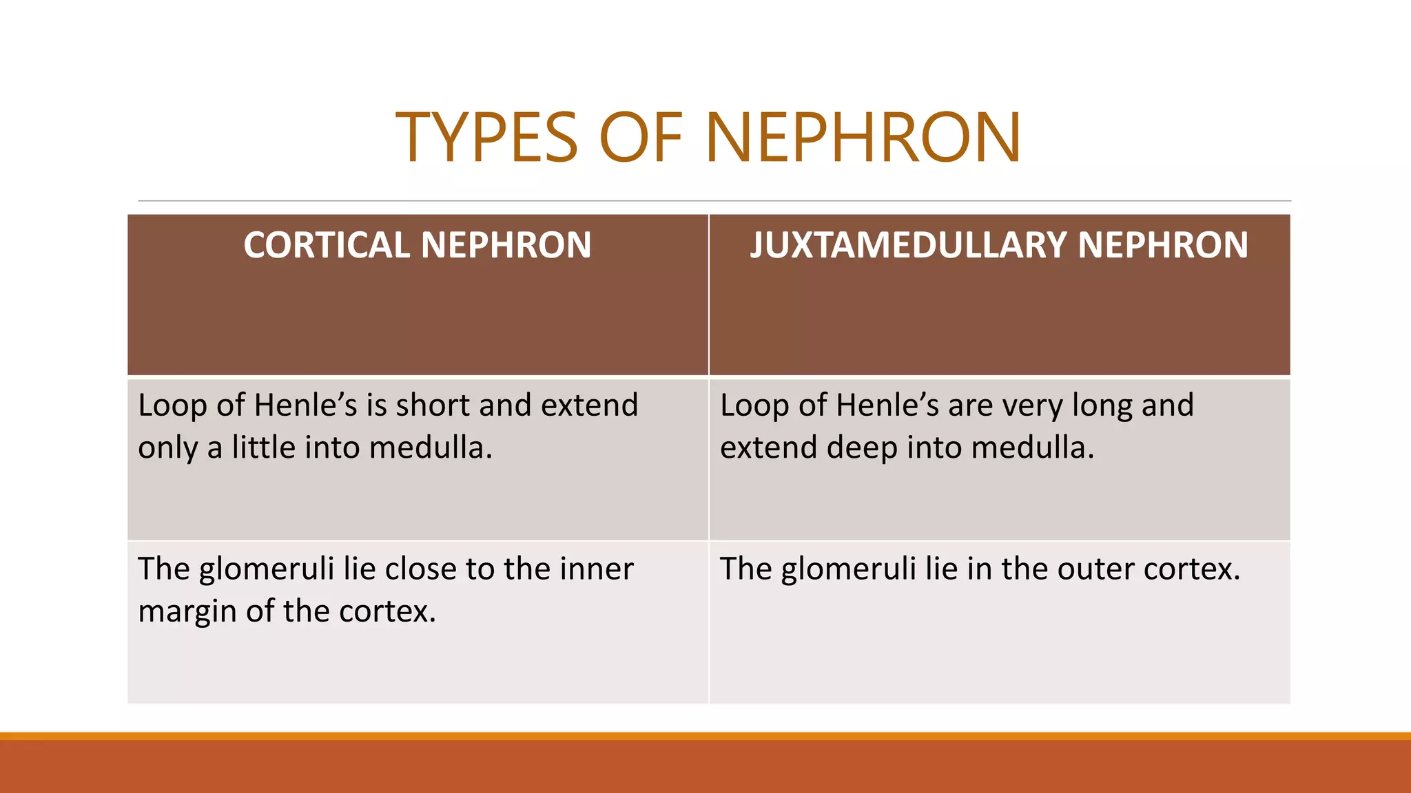 NEPHRON AND ITS FUNCTIONS.pptx
