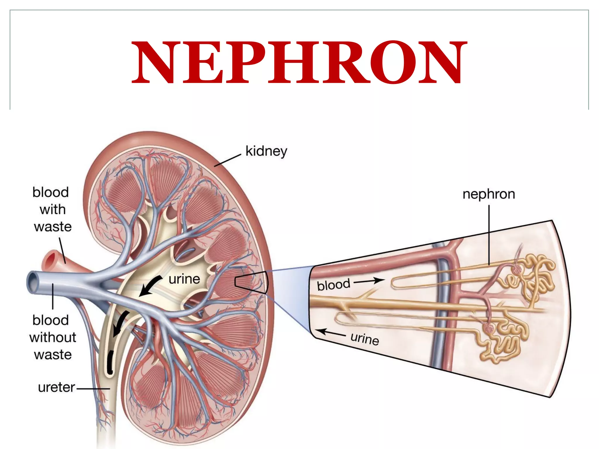 nephrons.pdf