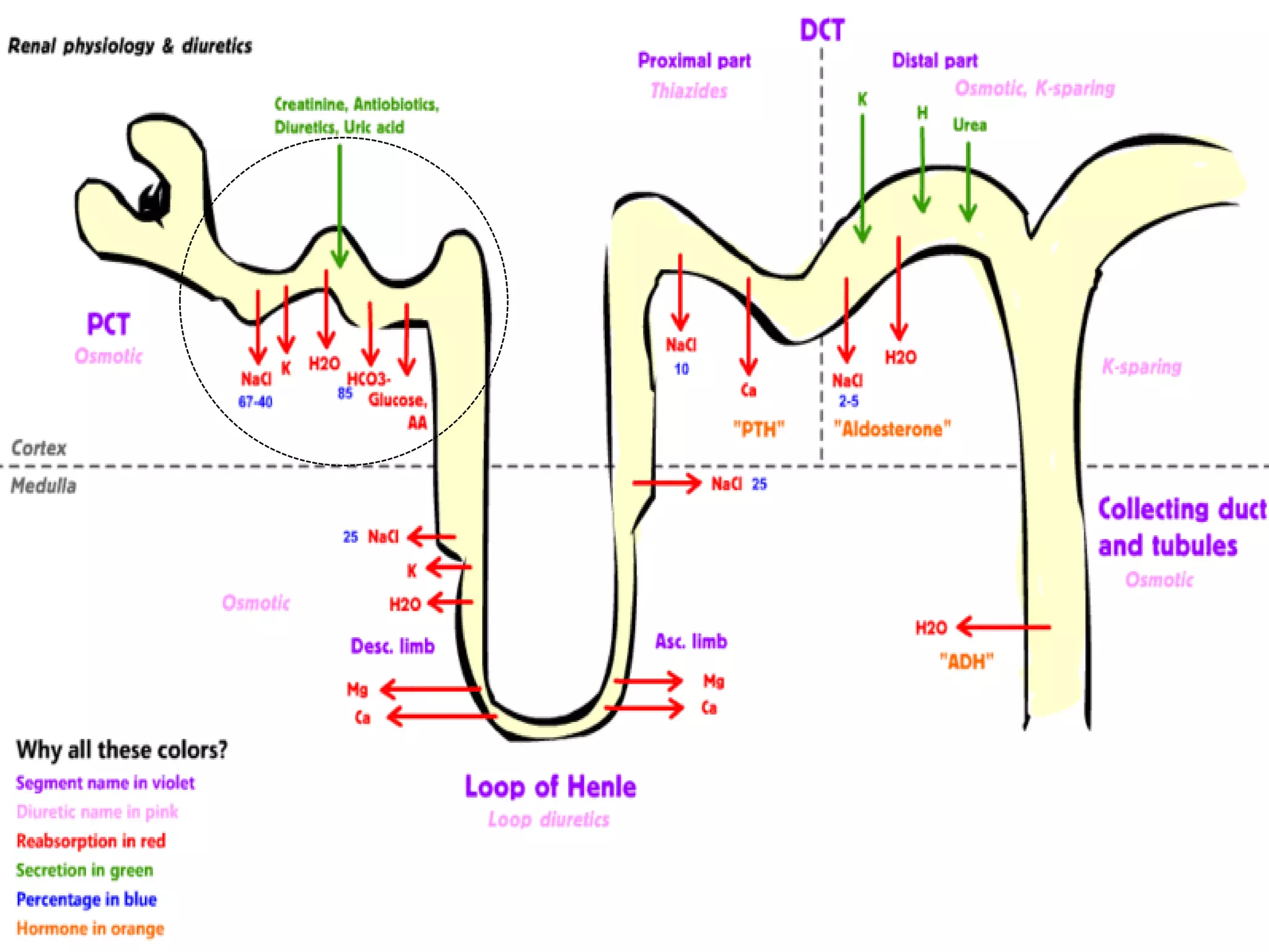 nephrons.pdf