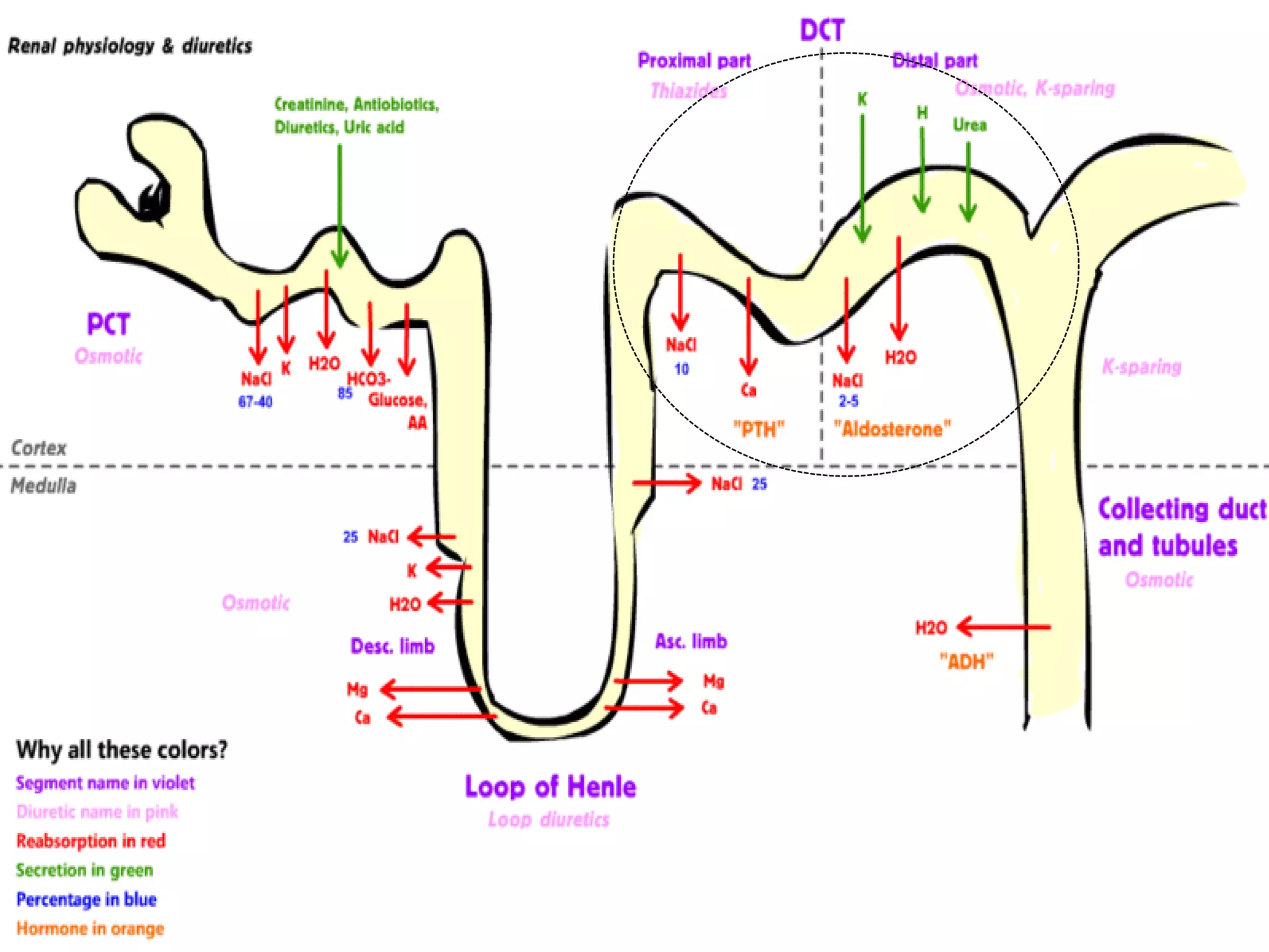 nephrons.pdf