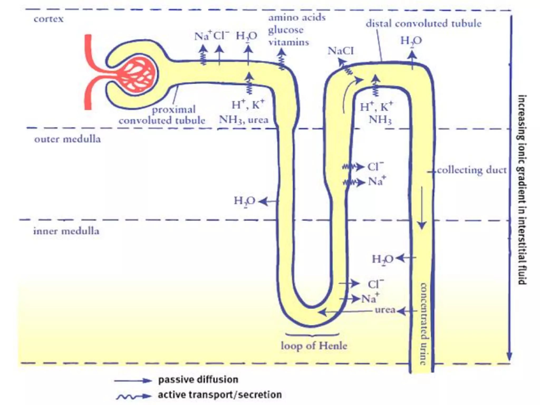 nephrons.pdf