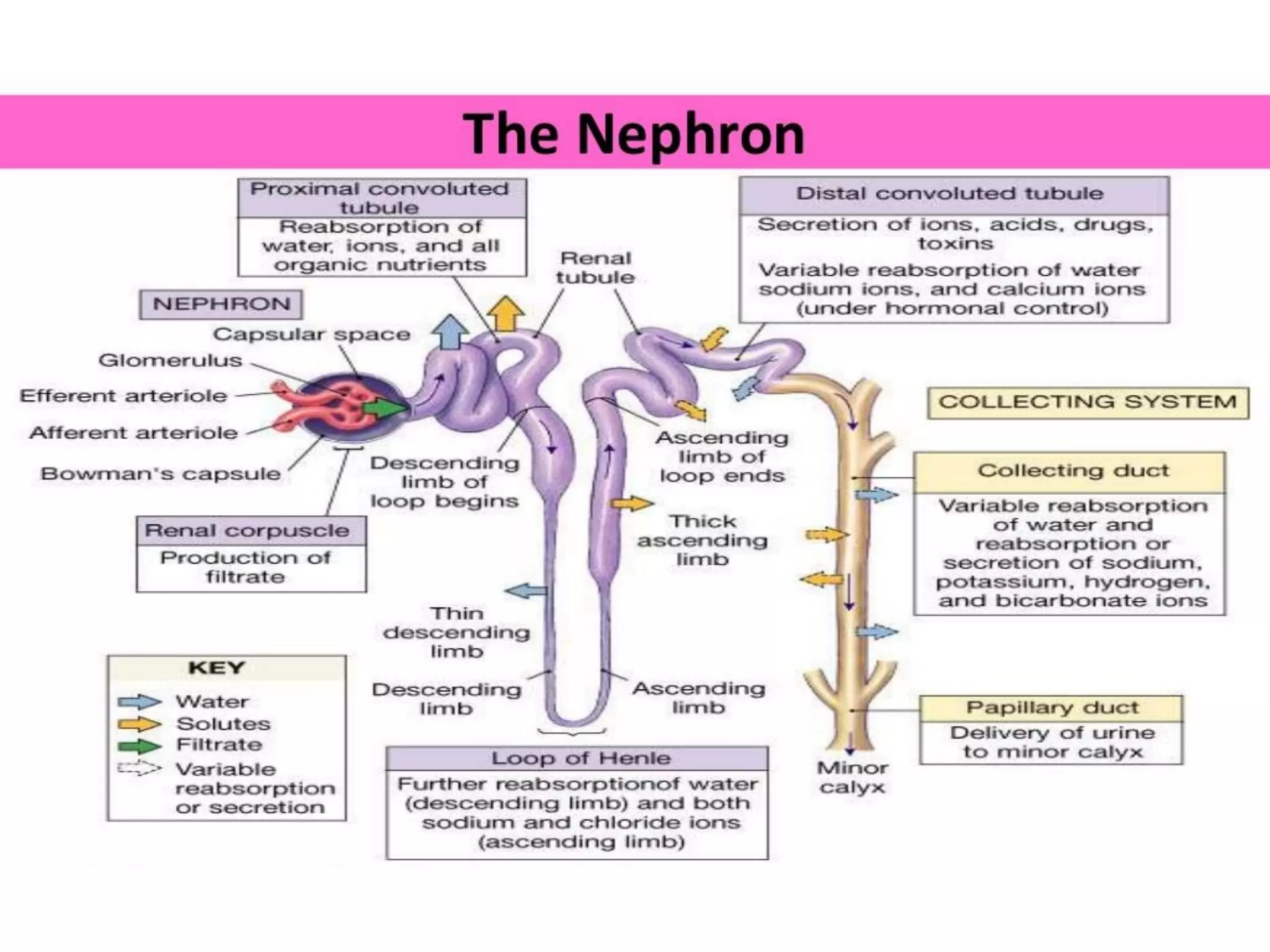 nephrons.pdf