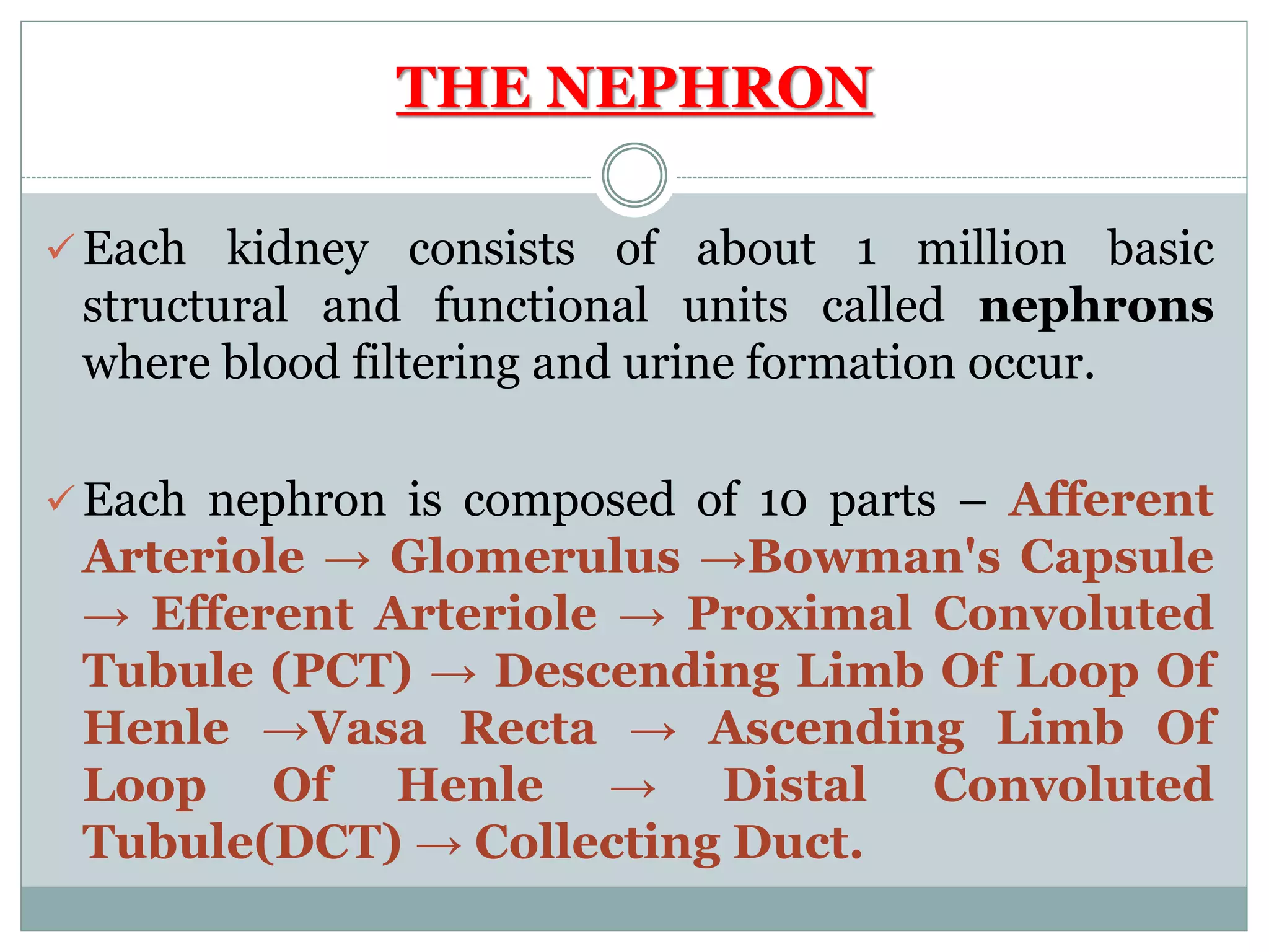 nephrons.pdf