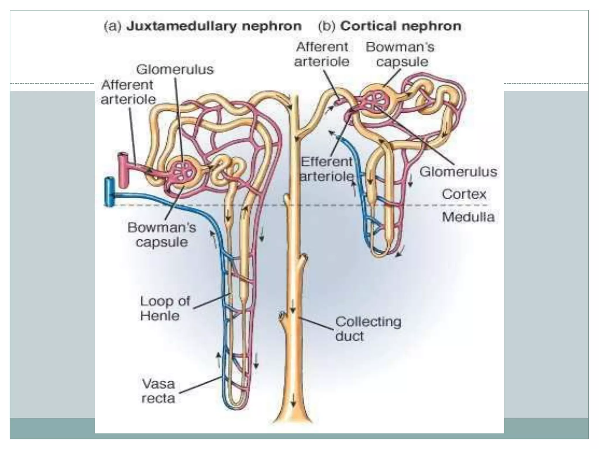 nephrons.pdf