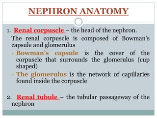 nephrons.pdf