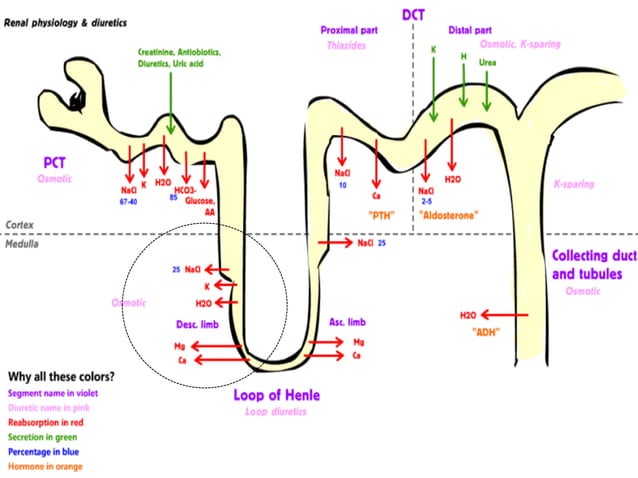 nephrons.pdf