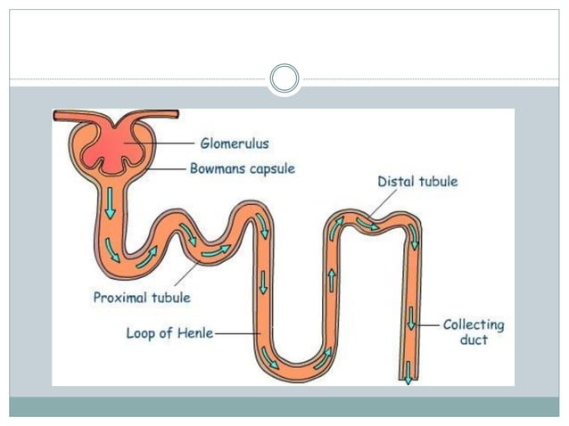 nephrons.pdf