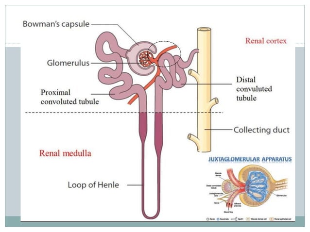 nephrons.pdf