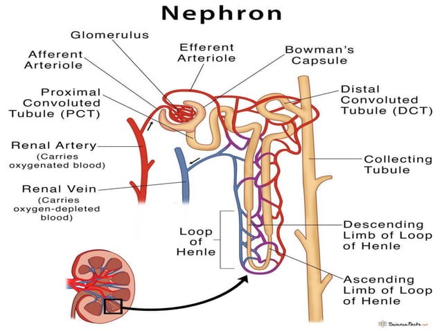 nephrons.pdf