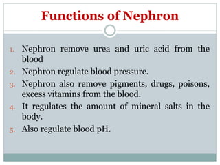 nephrons.pdf