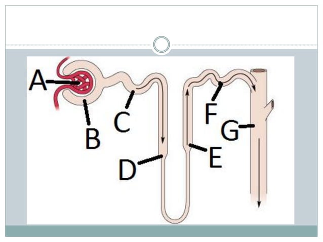 nephrons.pdf