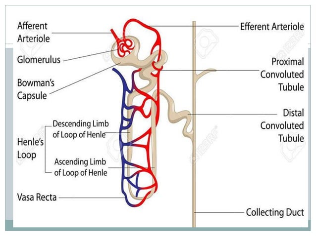 nephrons.pdf