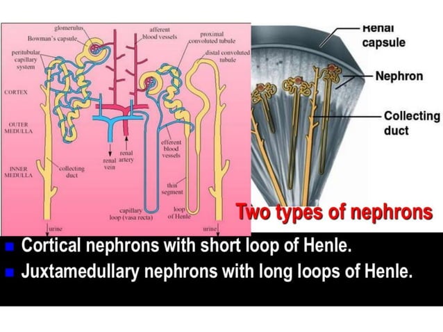 nephrons.pdf