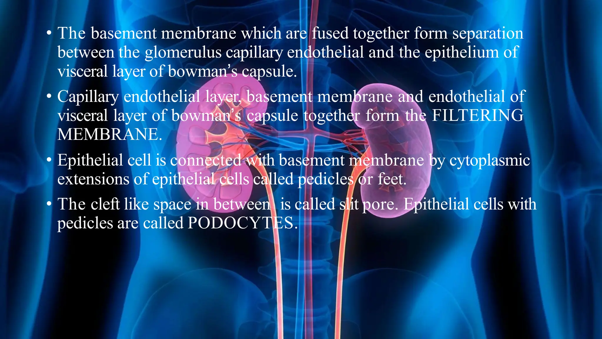 Nephron Ultrastructure and GFR (1).pptx