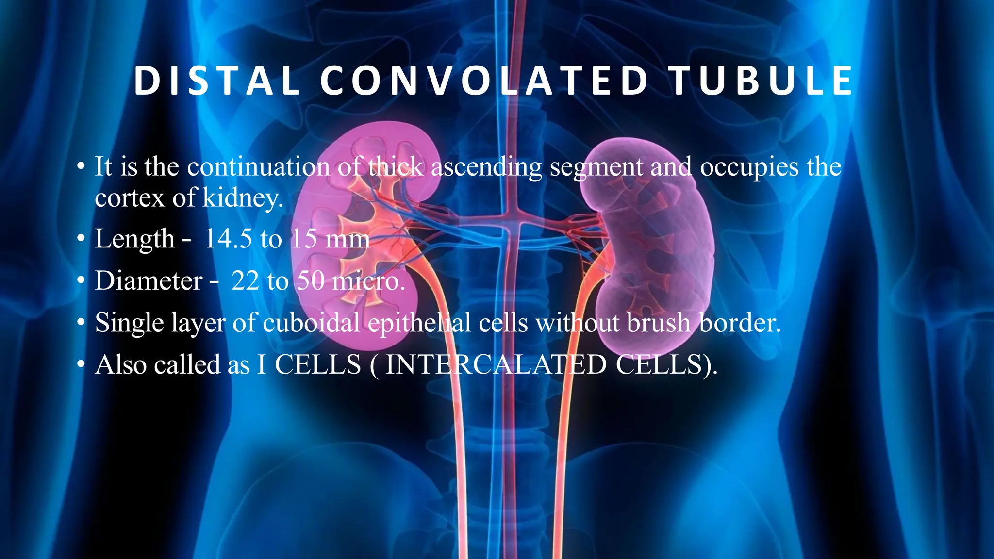 Nephron Ultrastructure and GFR (1).pptx