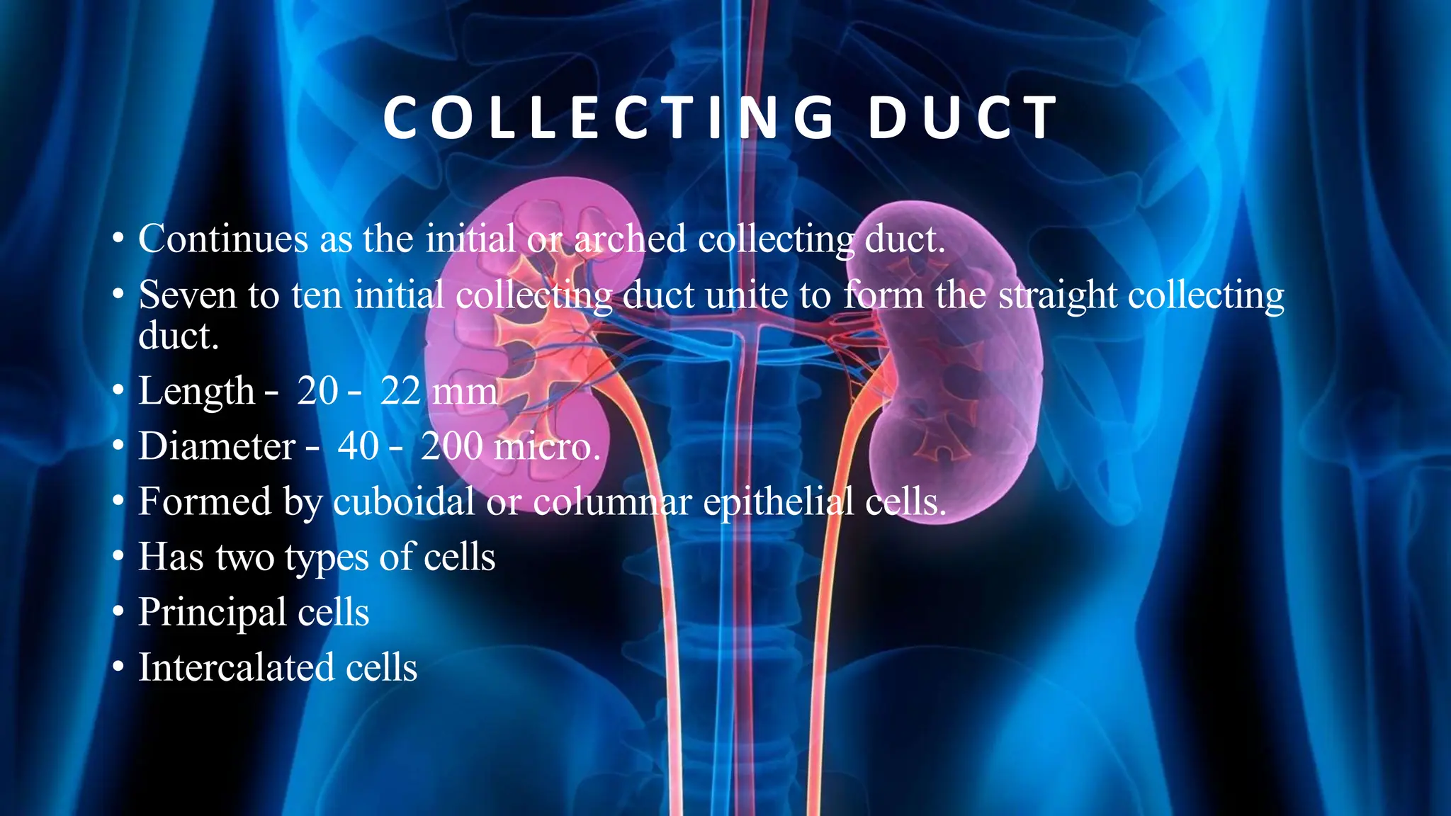 Nephron Ultrastructure and GFR (1).pptx