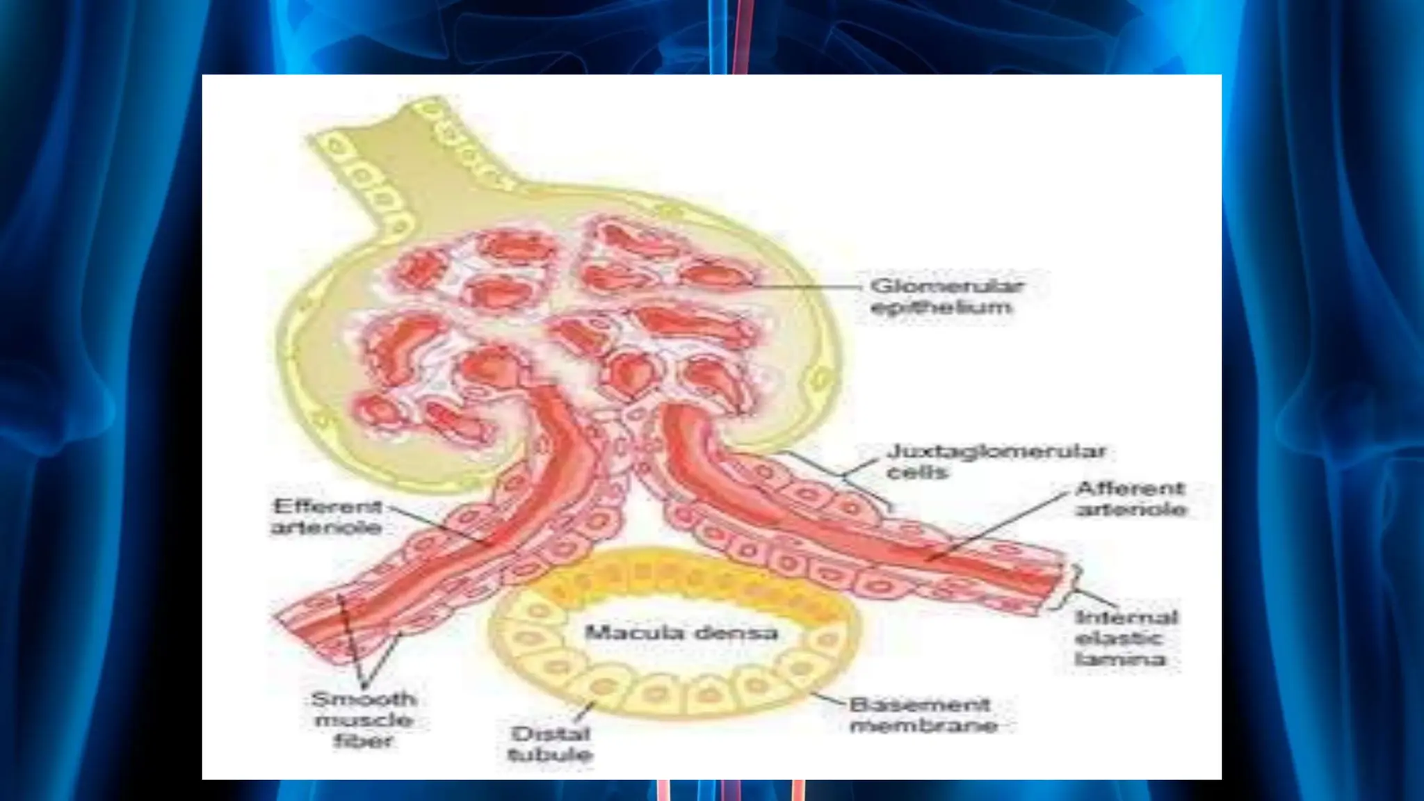 Nephron Ultrastructure and GFR (1).pptx