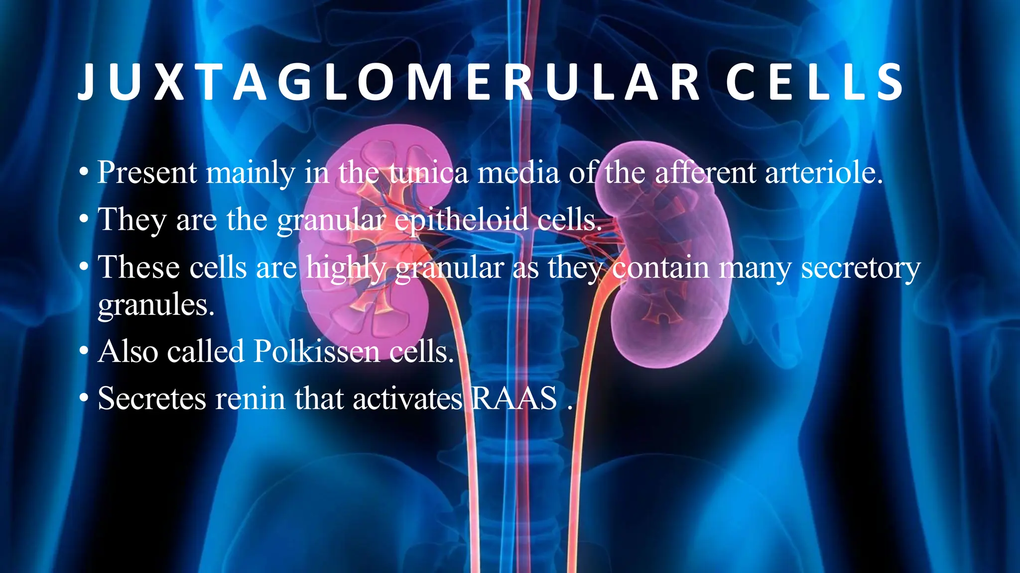 Nephron Ultrastructure and GFR (1).pptx