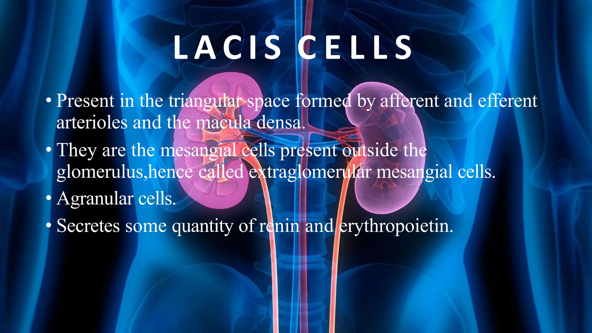 Nephron Ultrastructure and GFR (1).pptx