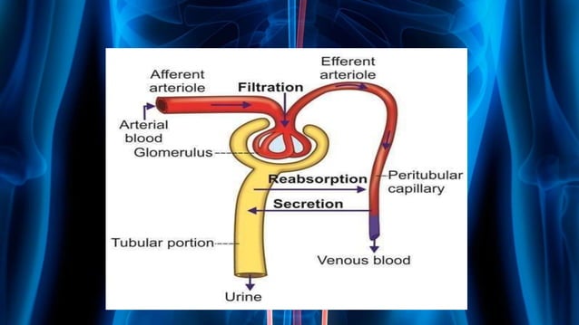 Nephron Ultrastructure and GFR (1).pptx