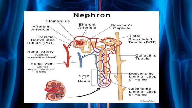 Nephron Ultrastructure and GFR (1).pptx