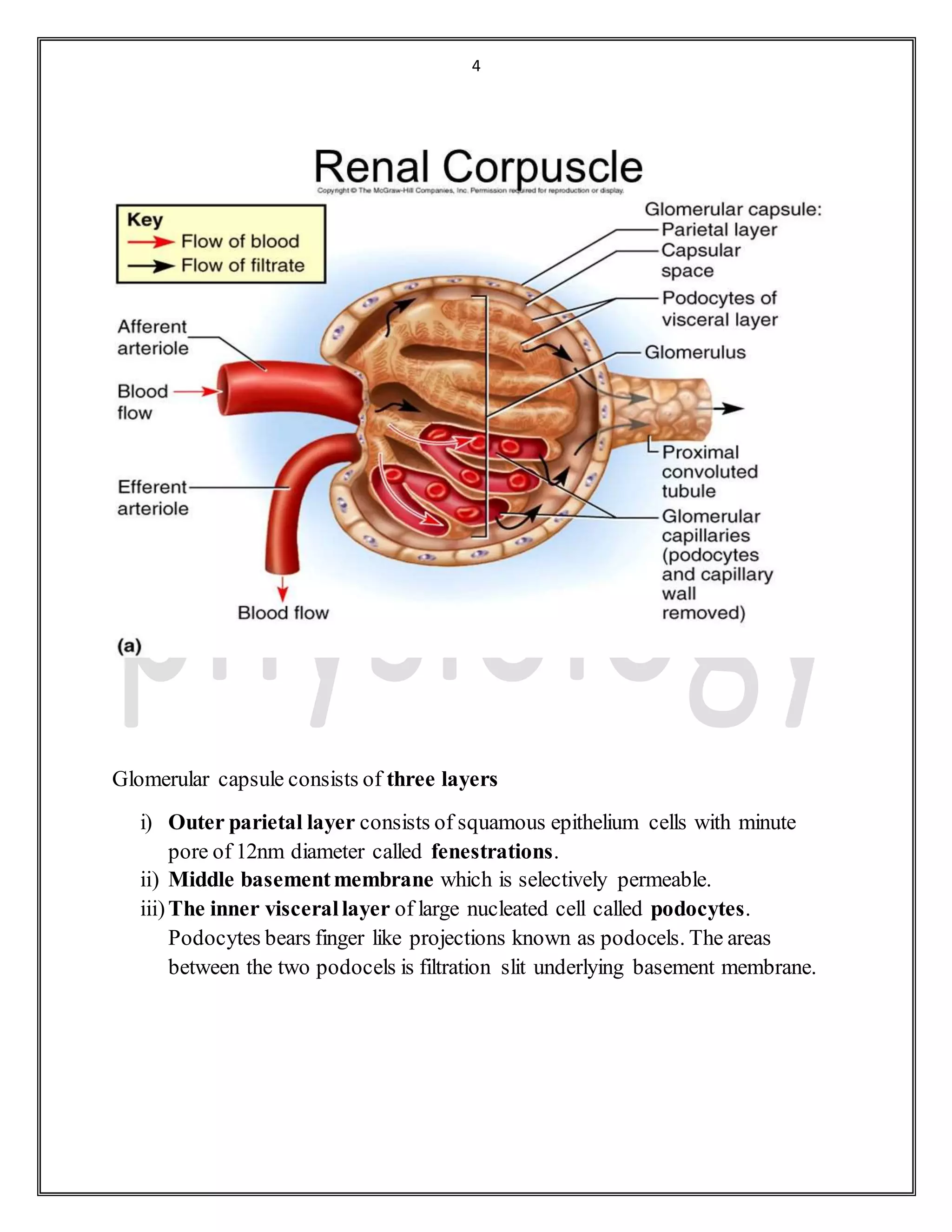 Nephron structure & Urine formation | DOCX