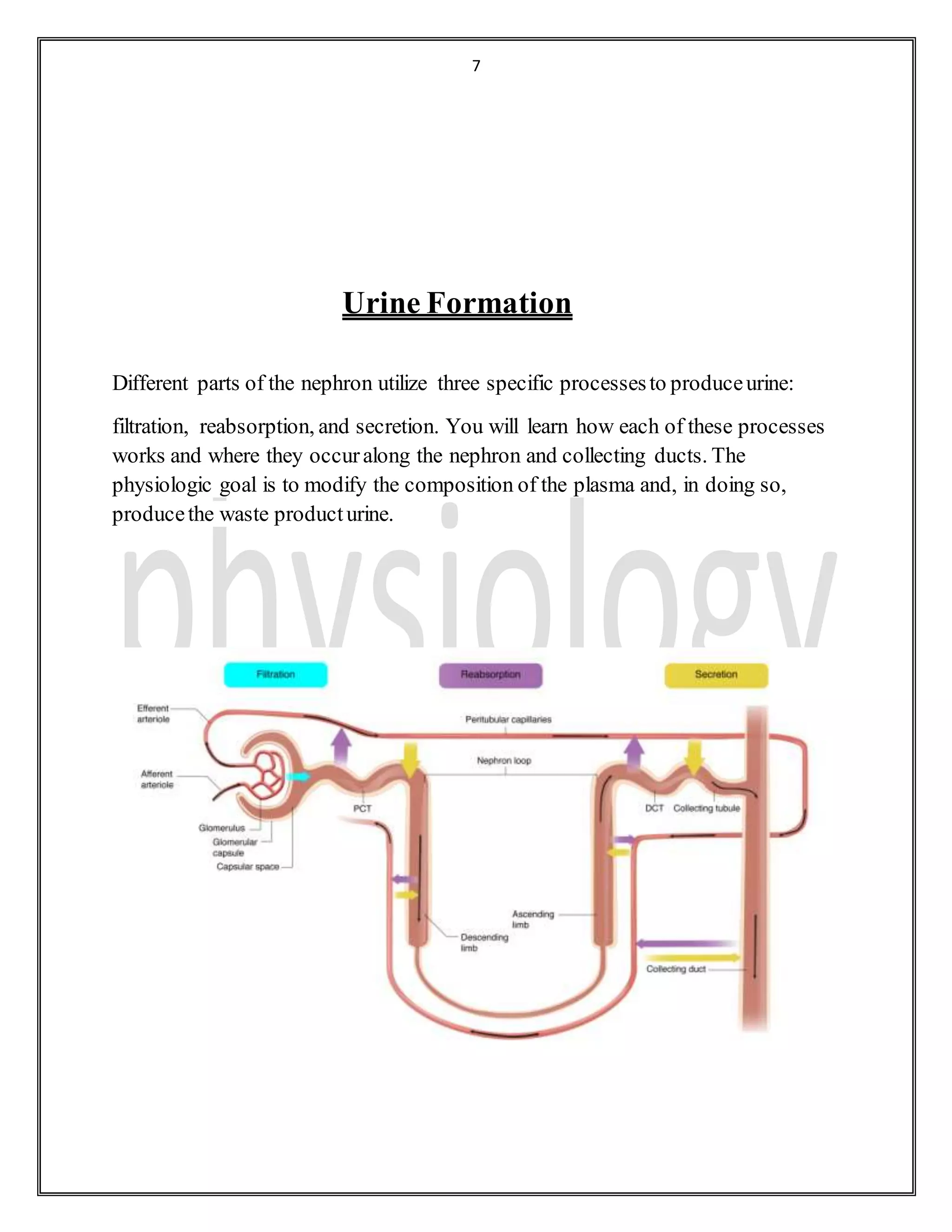 Nephron structure & Urine formation | DOCX