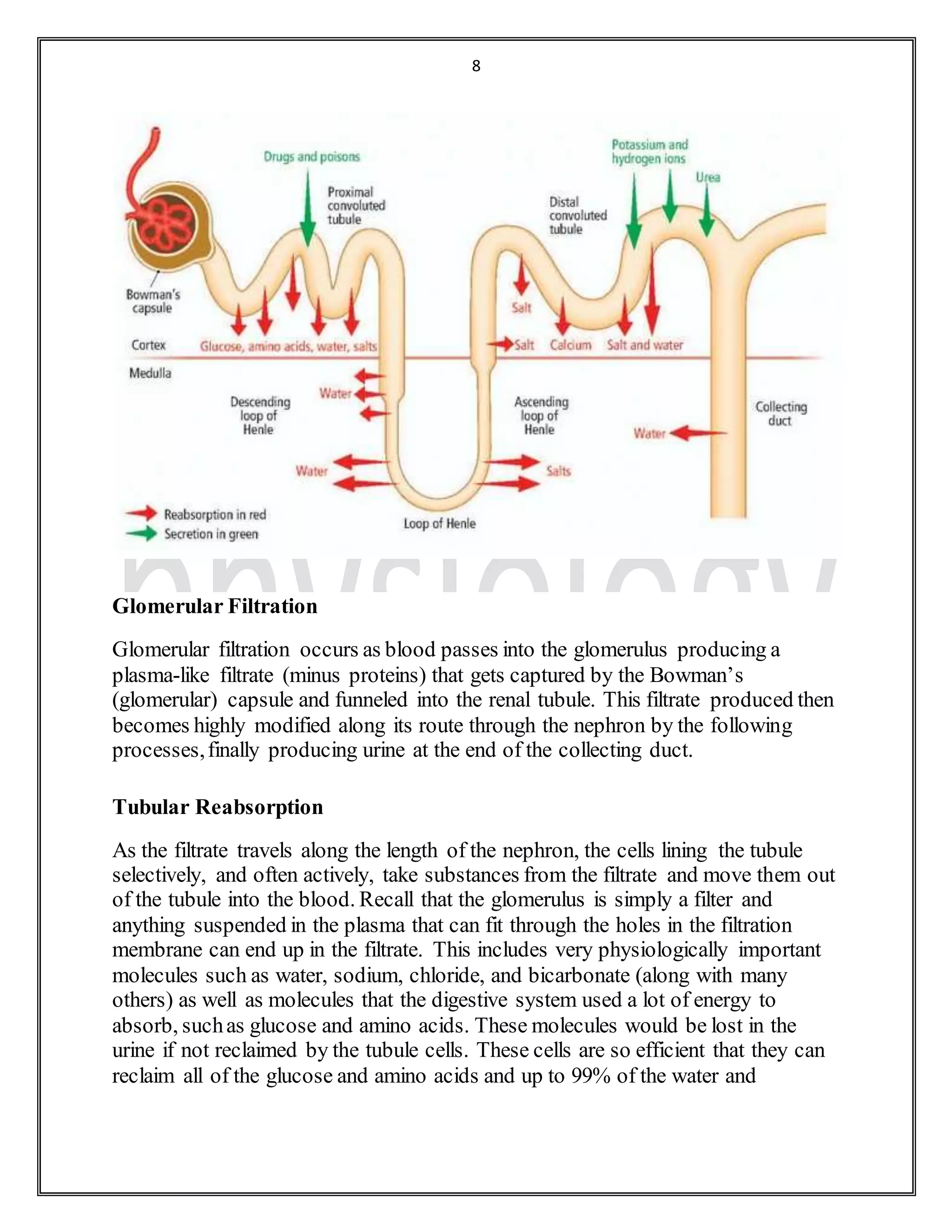 Nephron structure & Urine formation | DOCX