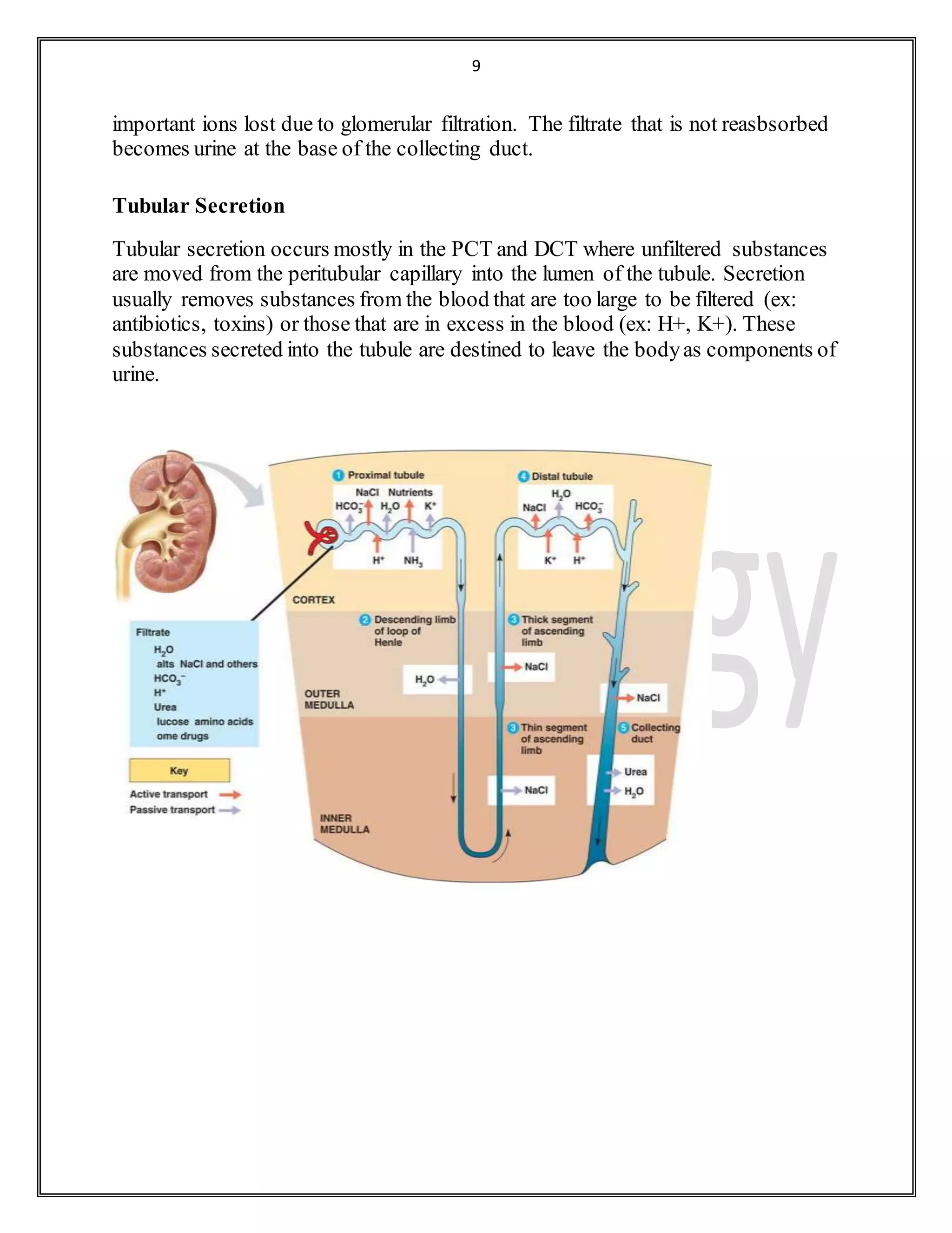 Nephron structure & Urine formation | DOCX