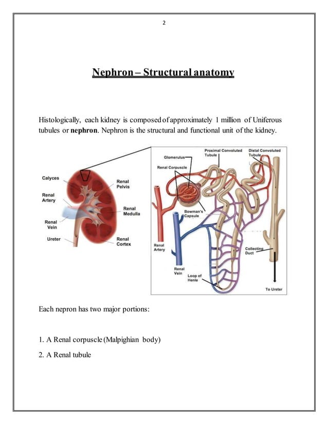 Nephron structure & Urine formation | DOCX
