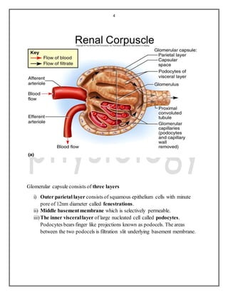 Nephron structure & Urine formation | DOCX