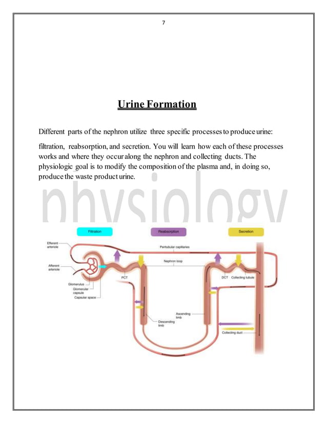 Nephron structure & Urine formation | DOCX