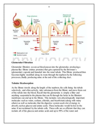 Nephron structure & Urine formation | DOCX