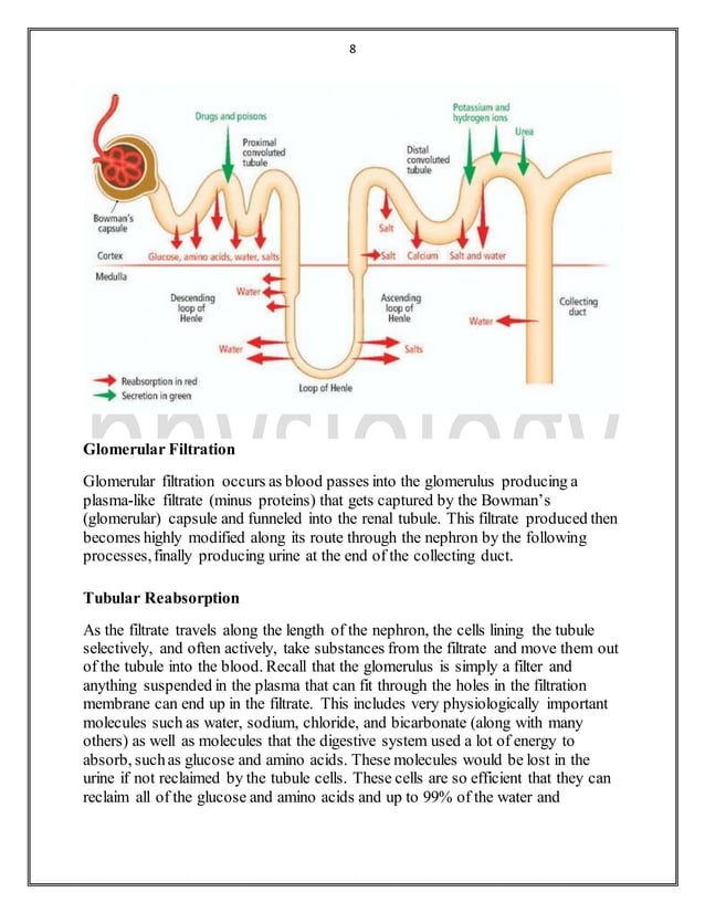 Nephron structure & Urine formation | DOCX
