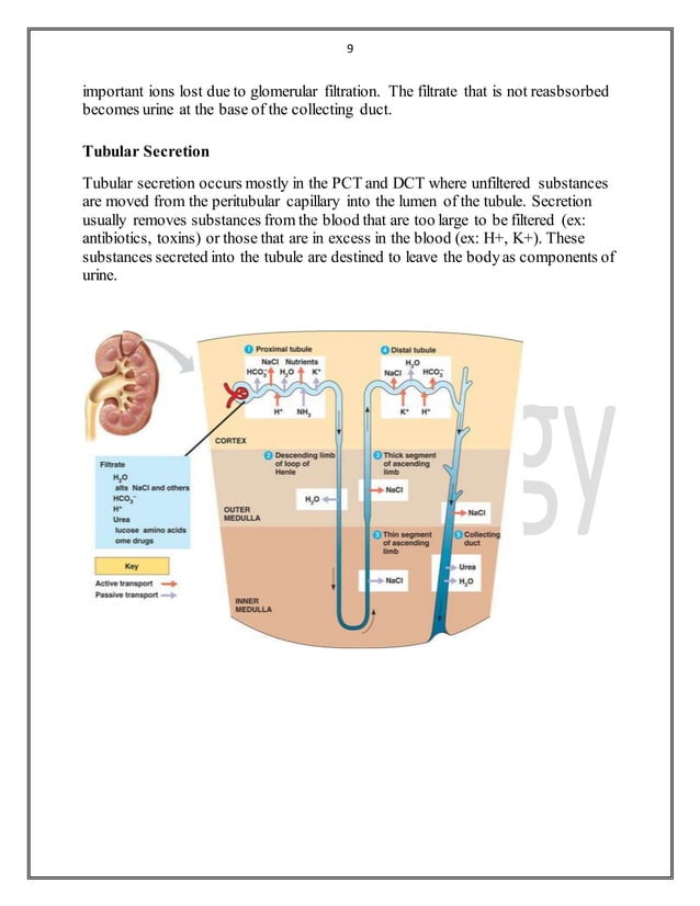 Nephron structure & Urine formation | DOCX
