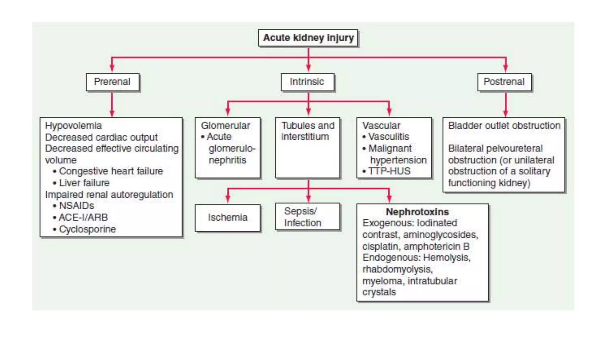 NEPHRO REPORT.pptx