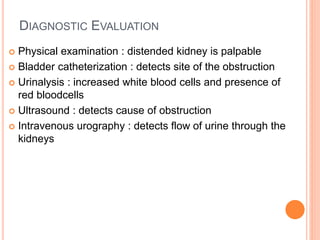 NEPHROSIS Nephrosis Nephrosis Nephr.pptx | Medical Health