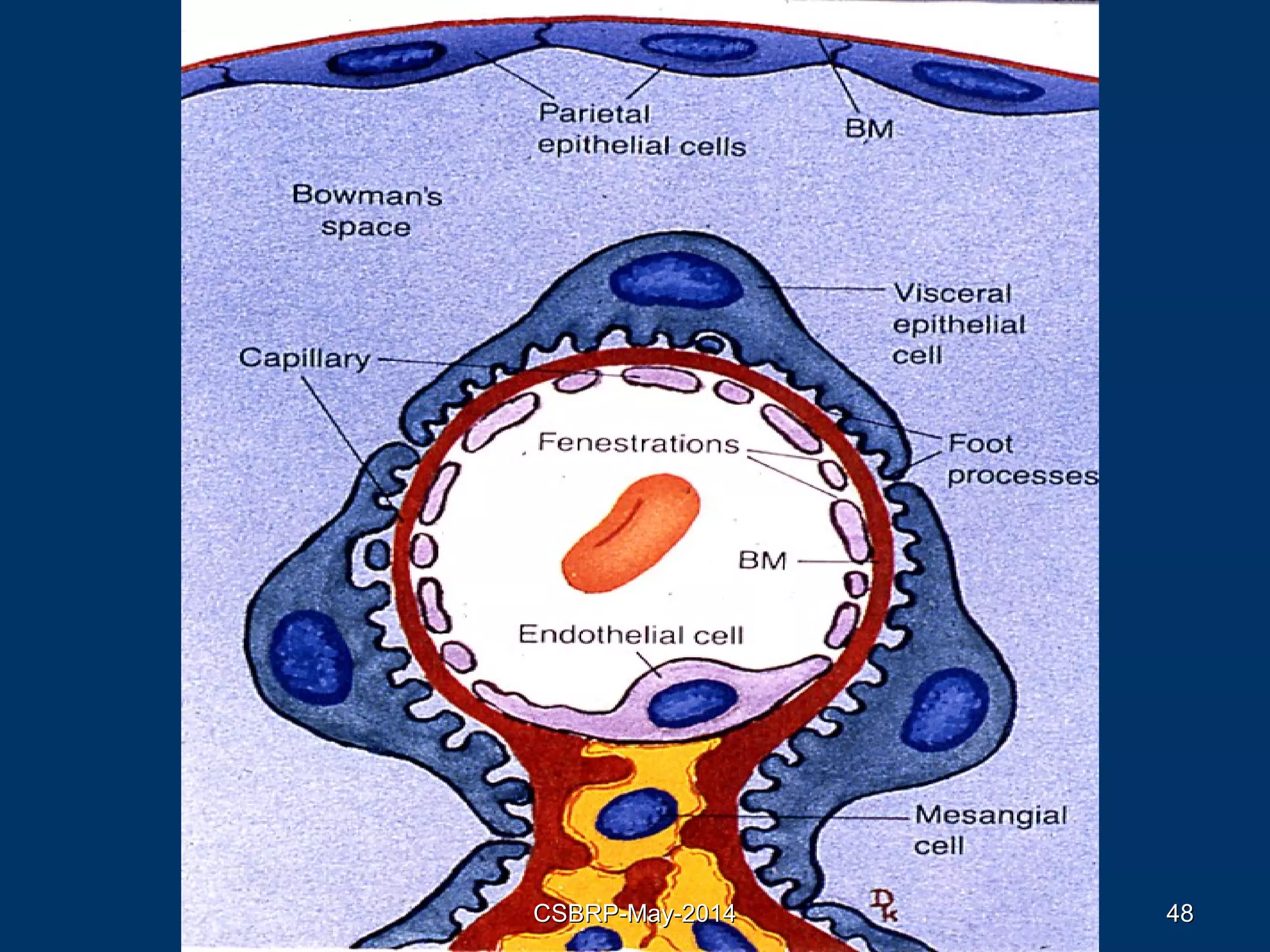 Nephrotic&nephritic syn csbrp | PPT