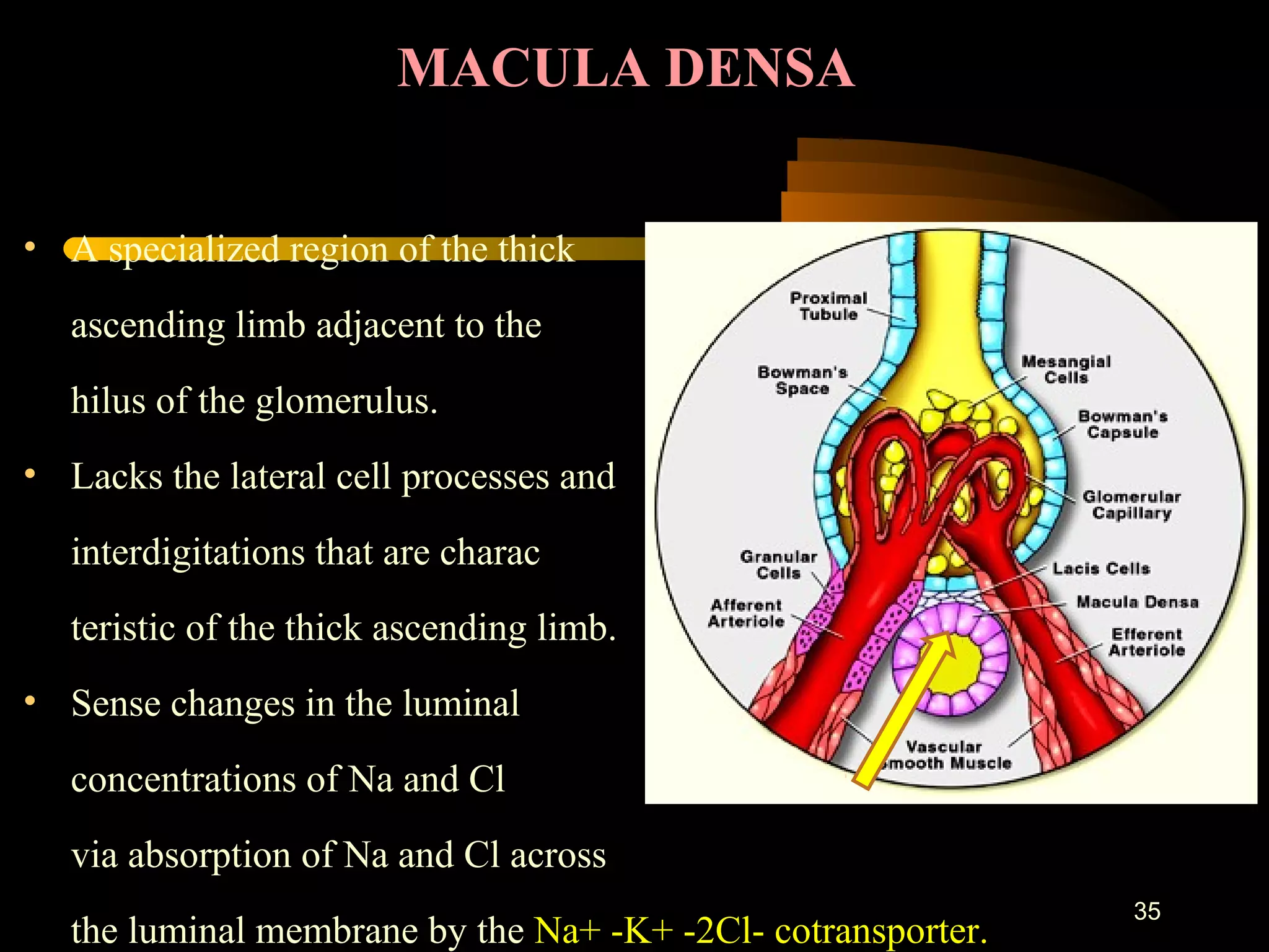 Nephrotic syndrome (Glomerulonephritis) | PPT