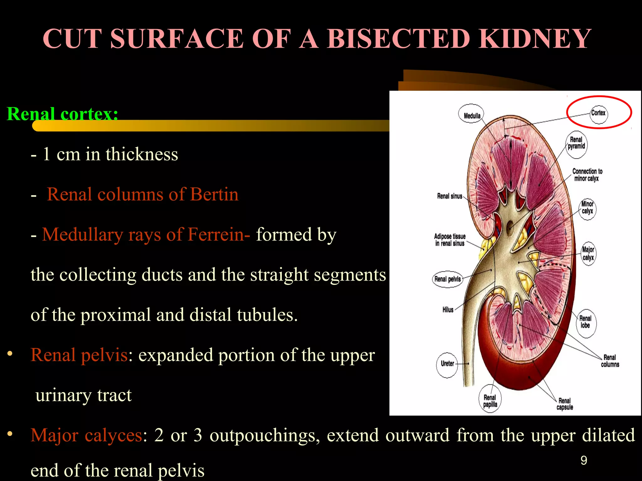Nephrotic syndrome (Glomerulonephritis) | PPT