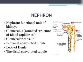 Nephrotic syndrome By Sachin Dwivedi | PPTX