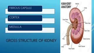 Nephrotic syndrome | PPT