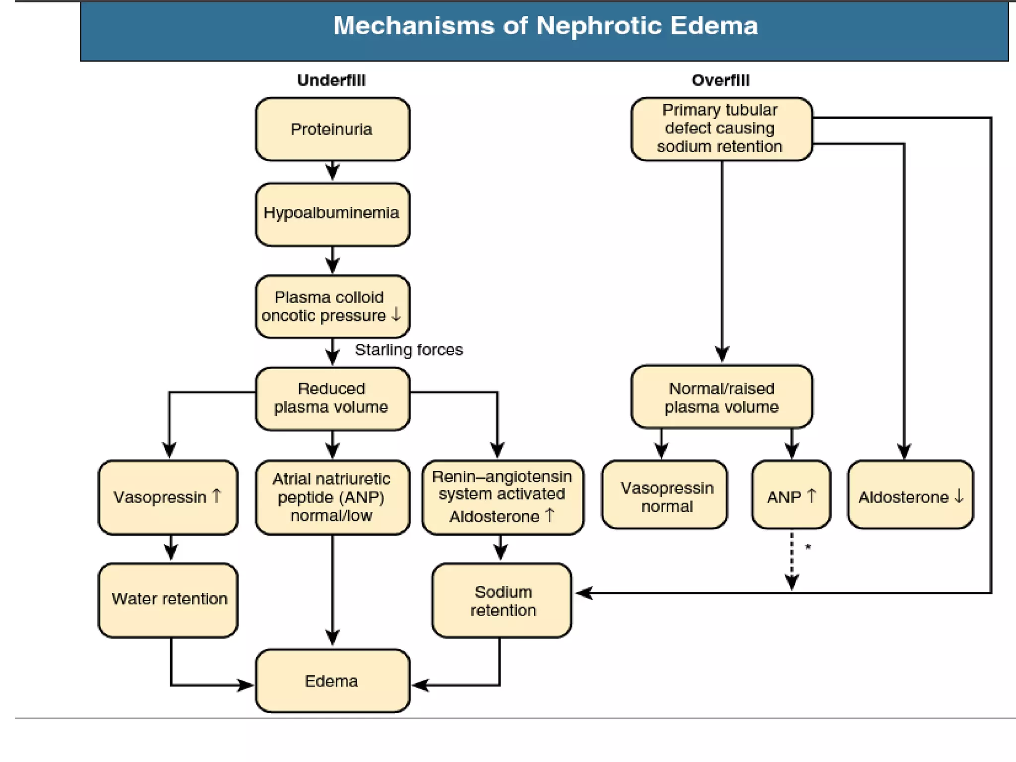 Nephrotic syndrome | PPT