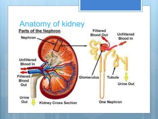 Nephrotic syndrome | PPTX