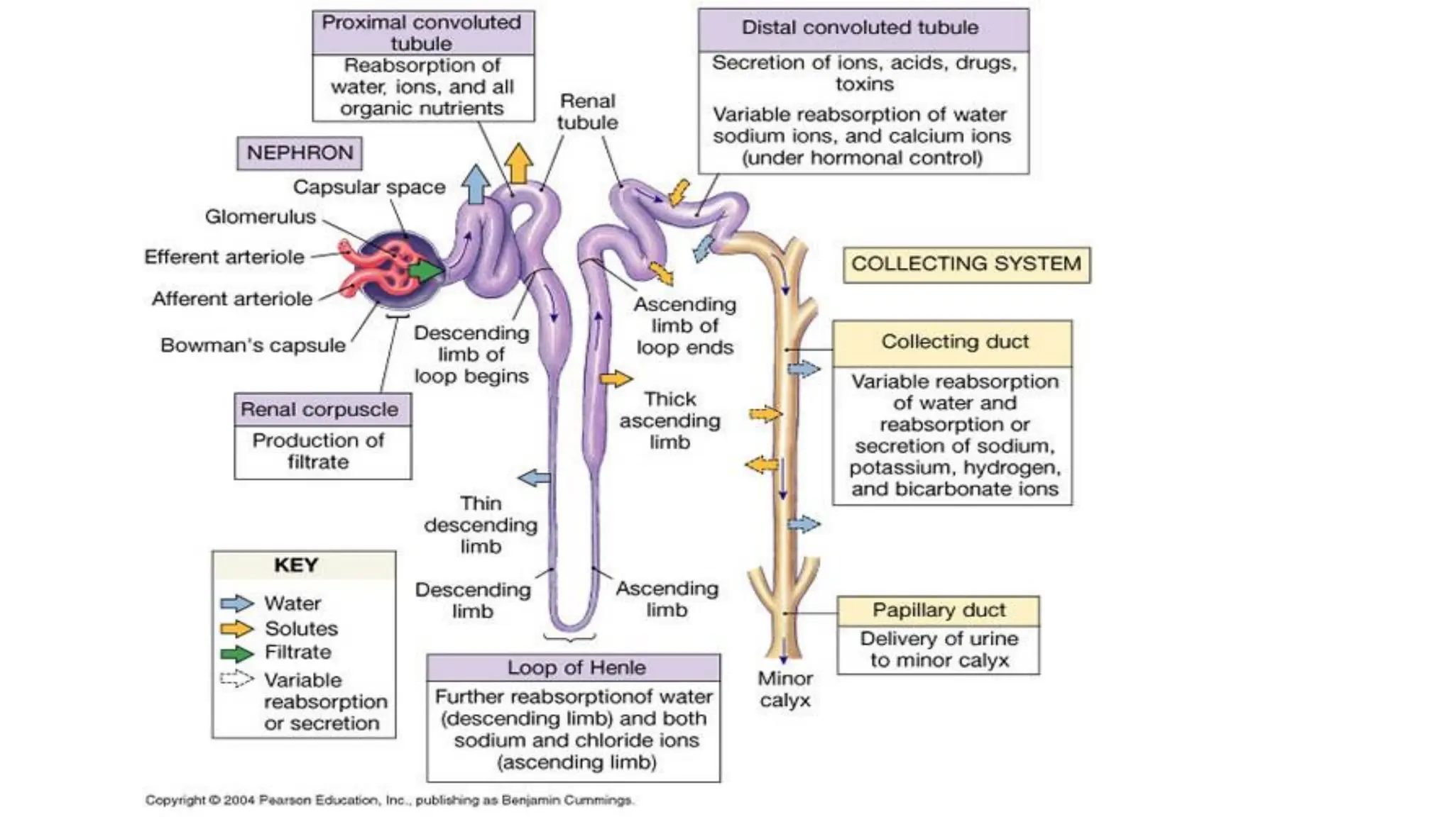 NEPHROTIC SYNDROME. a kidney disorder characterized by: Severe ...