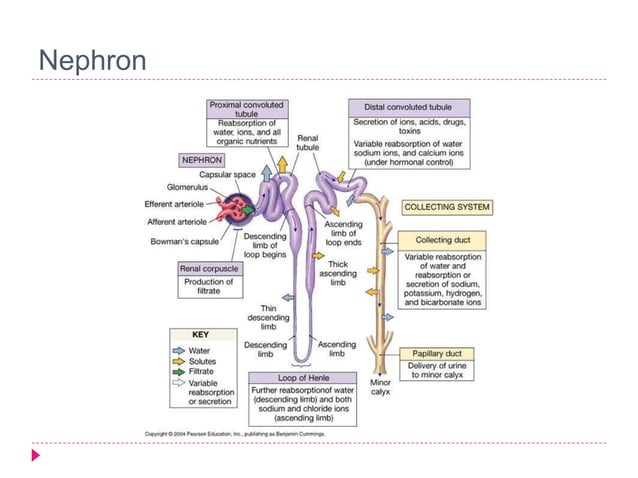 Nephrotic syndrome | PPTX | Blood Disorders | Diseases and Conditions