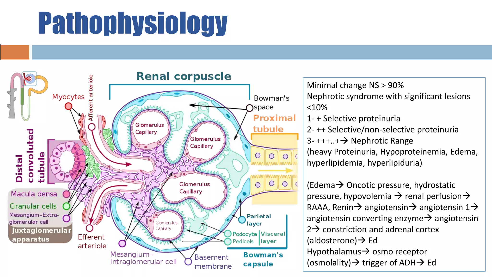 Nephrotic syndrome ppt | PPTX